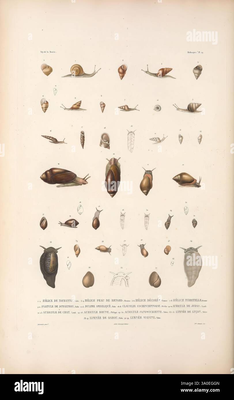 Detailed compilation of various snail species hi-res stock photography ...