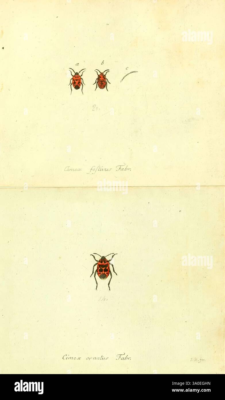 Faunae insectorum Germanicae initia Nuremberg, Felsecker, 1792-1823 ...