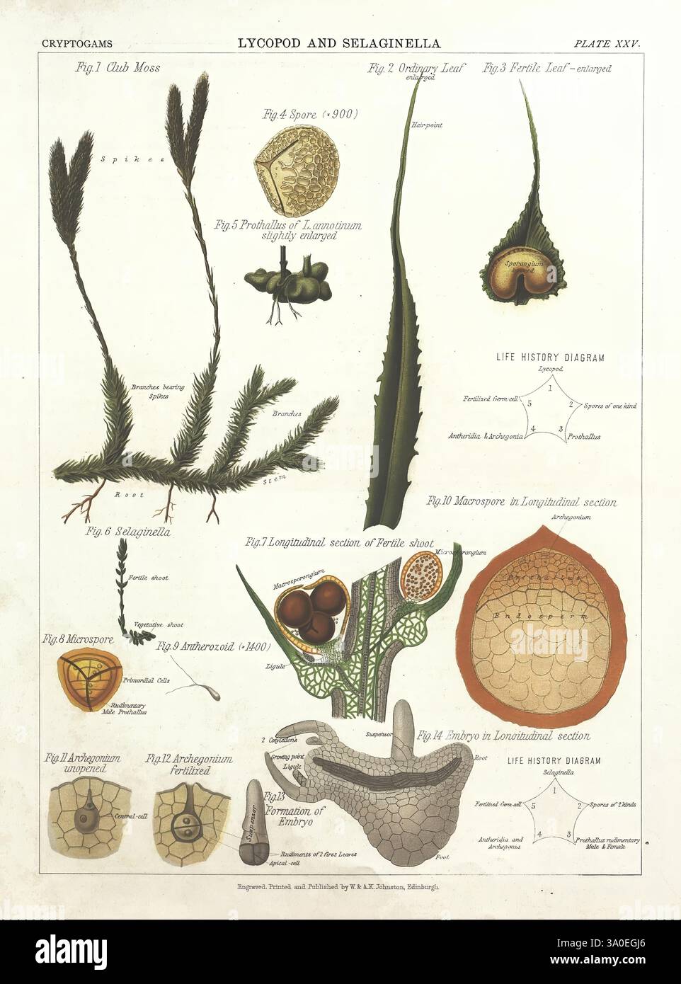 Depictions of microscopic reproductive structures illustrate hi-res ...