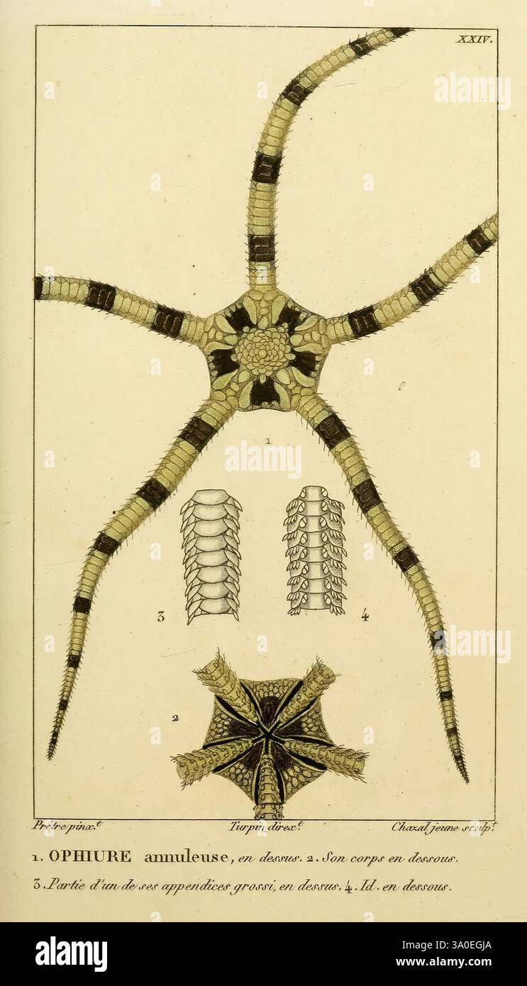 Manuel d'actinologie ou de zoophytologie, Paris, F.G. Levrault, 1834 ...