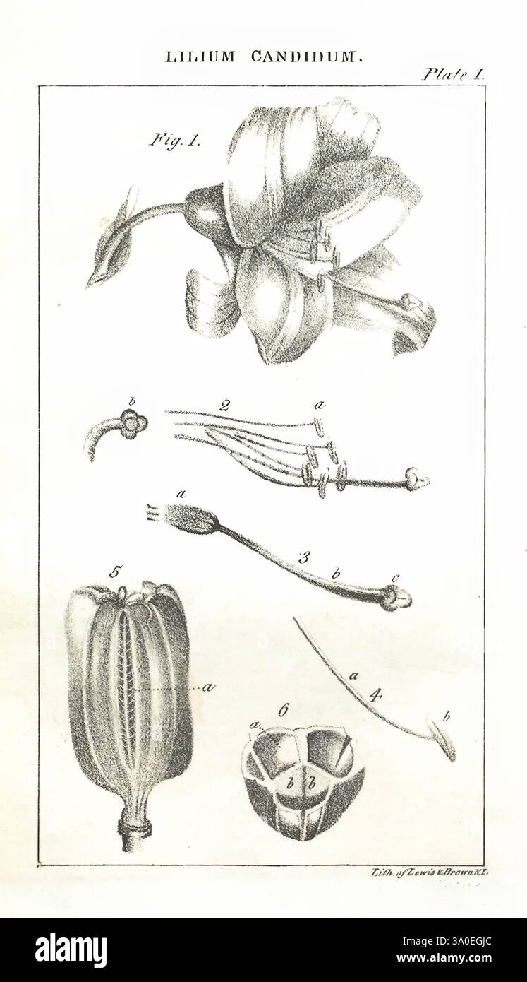 Features several labeled components hi-res stock photography and images ...