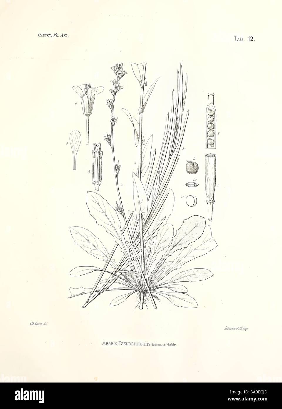 Detailed depictions of seed capsules hi-res stock photography and ...