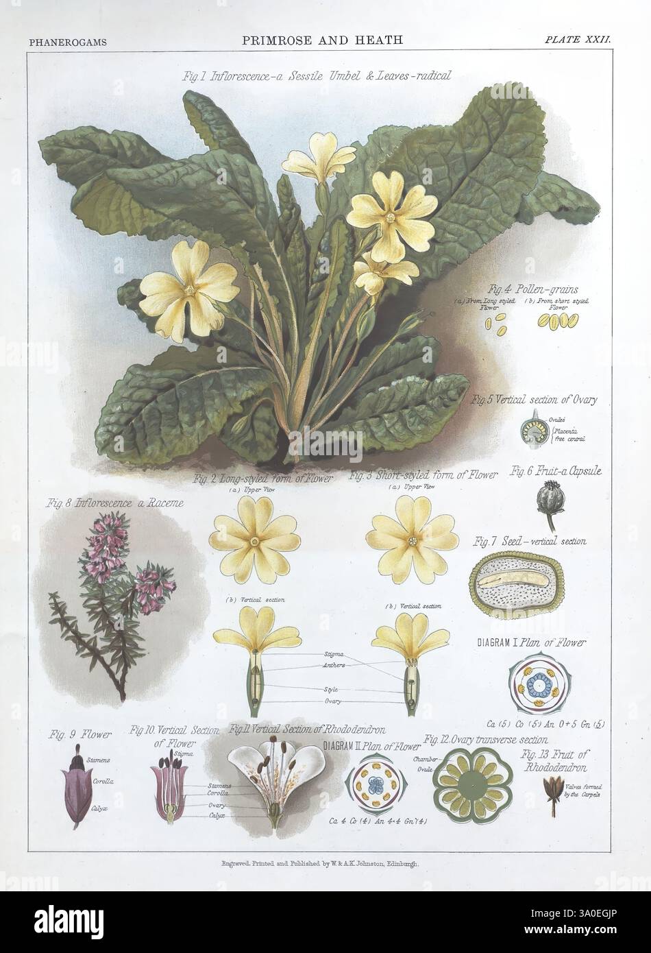 Depiction of primrose hi-res stock photography and images - Alamy