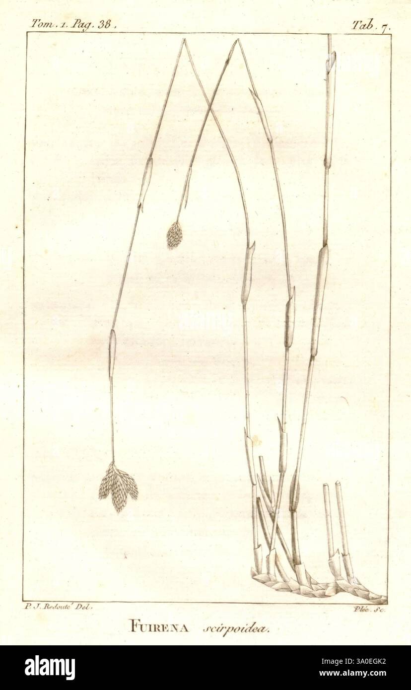 Plant furena scirpoides hi-res stock photography and images - Alamy