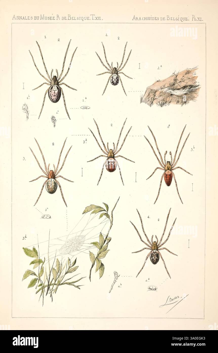 Les arachnides de Belgique, Bruxelles, F. Hayez, 1882-96 arachnida ...