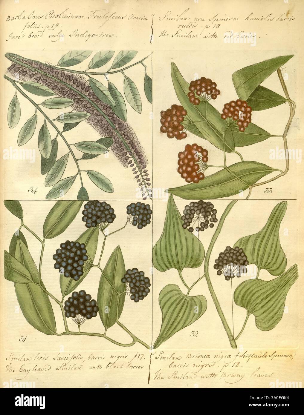 Hortus Europae Americanus, or A collection of 85 curious trees and ...