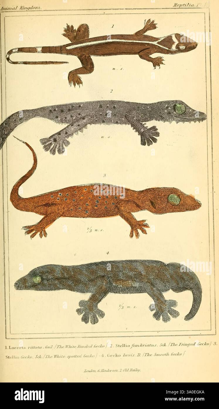 Third lizard displays hi-res stock photography and images - Alamy