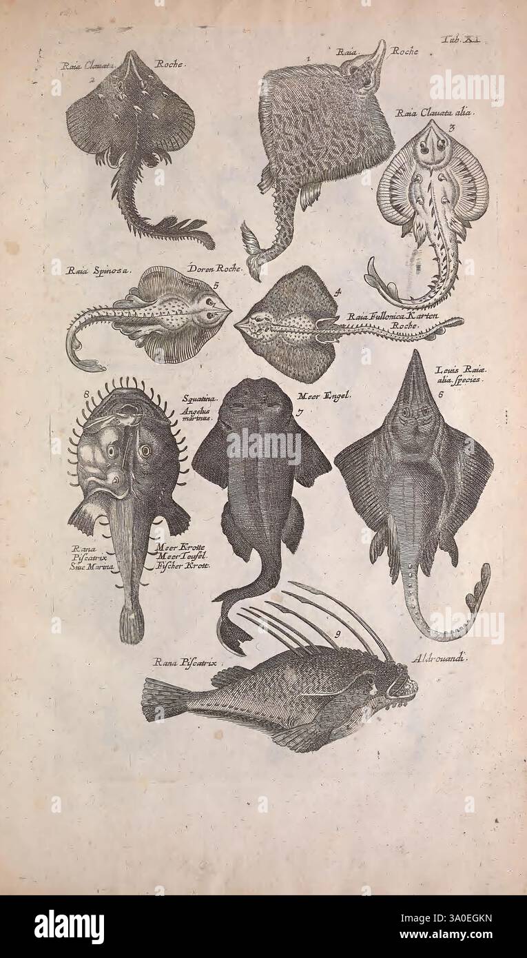 Different species of rays hi-res stock photography and images - Alamy