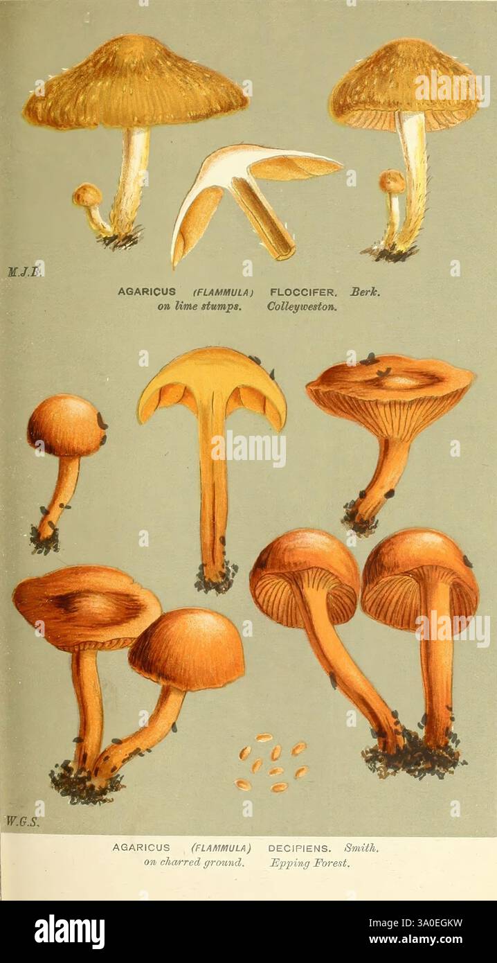 Illustrations of British Fungi (Hymenomycetes), to serve as an atlas to ...