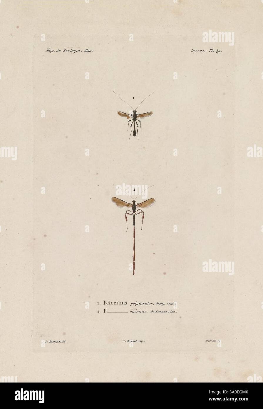 Illustrations of insects created for the Magasin de zoologie 1838-1842 ...