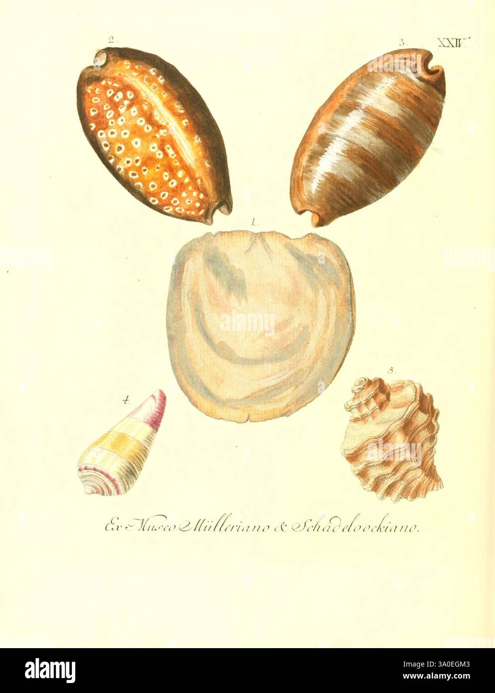 Les delices des yeux et de l'esprit. v.1 ptie 1-3. [Nuremberg, George ...