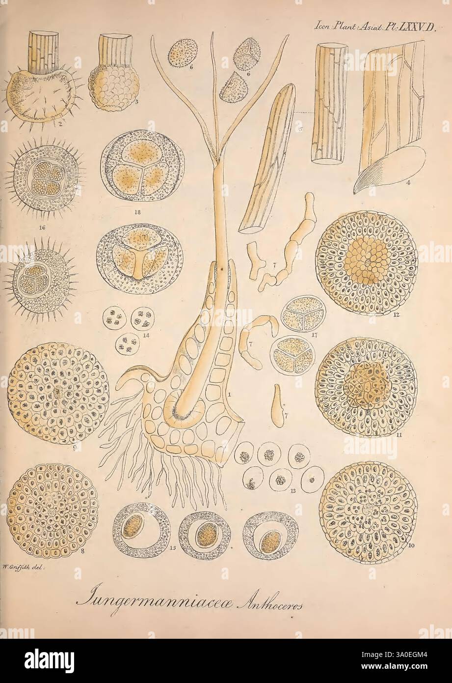 Includes detailed renderings of spore bodies hi-res stock photography ...