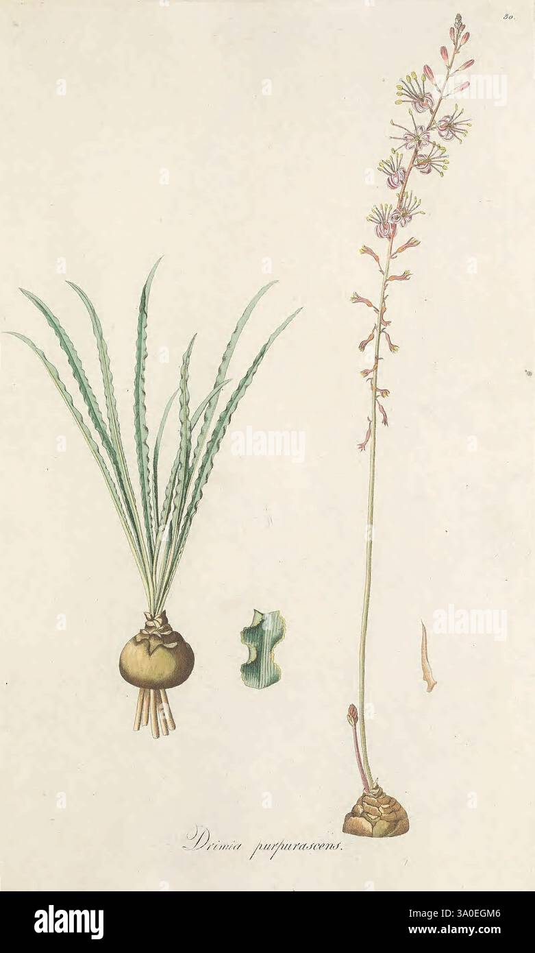 Drimia purpurascens hi-res stock photography and images - Alamy