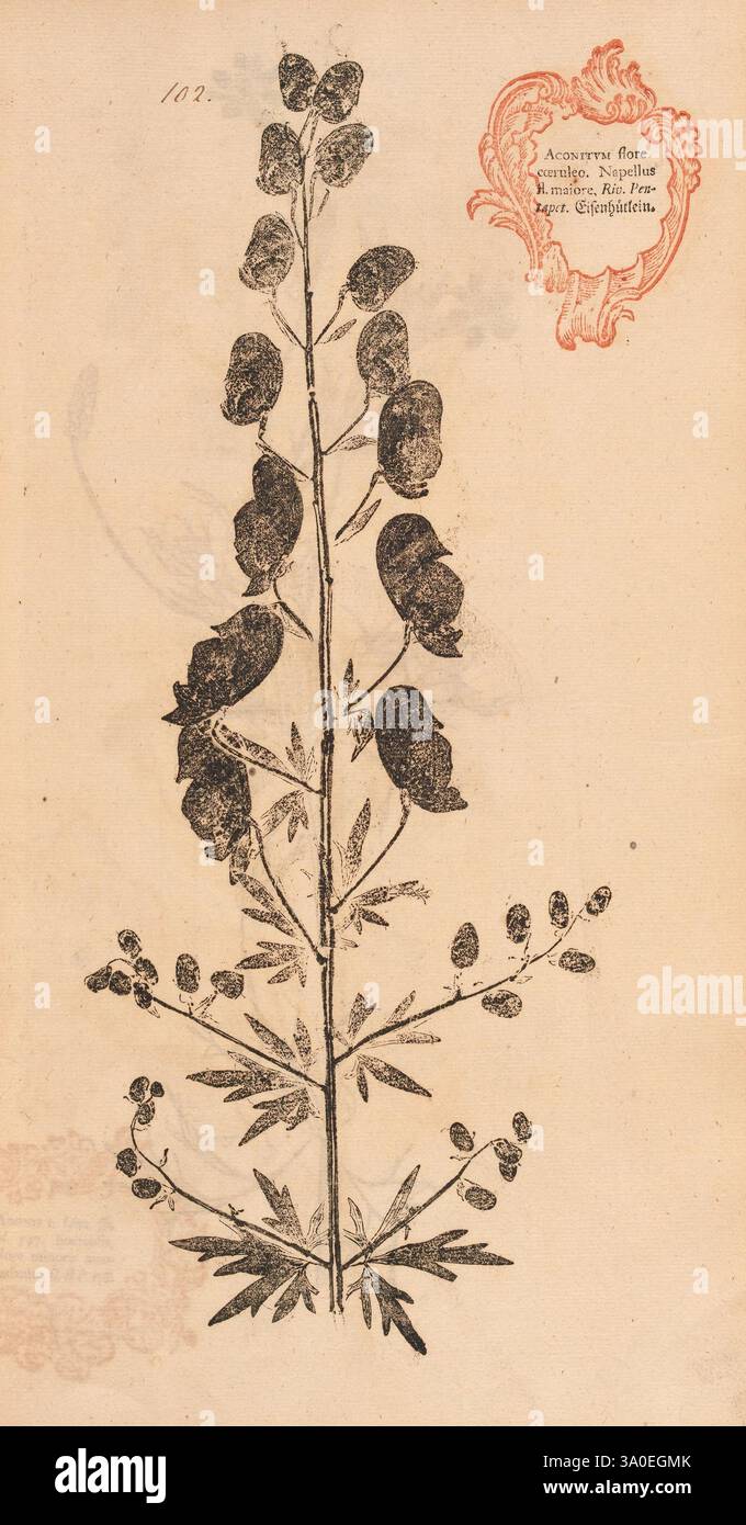Flora Berolinensis Berlin Die Schule 1757-1758 Berlin Botany Germany ...