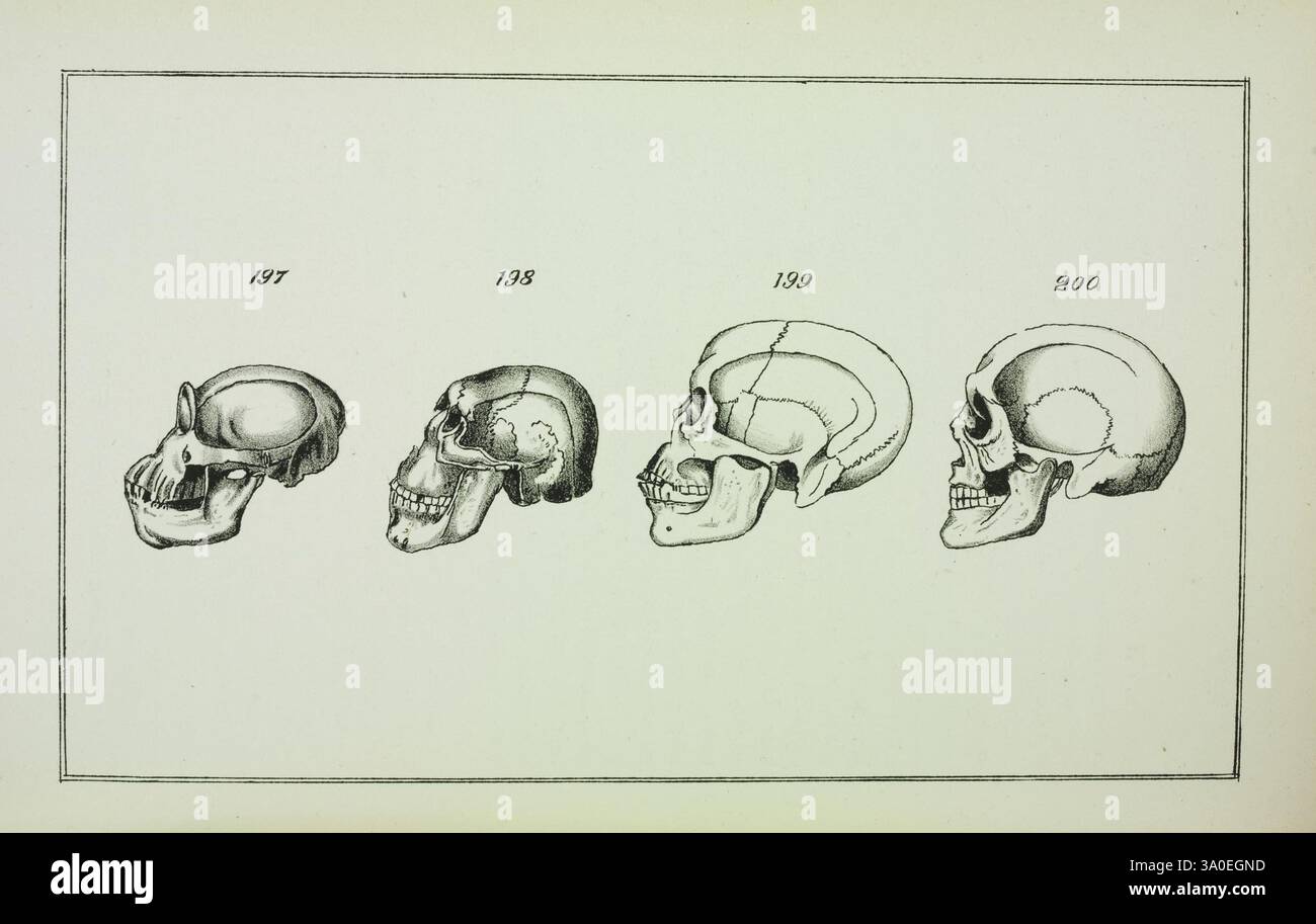 Diversification of skeletal features across different entities hi-res ...