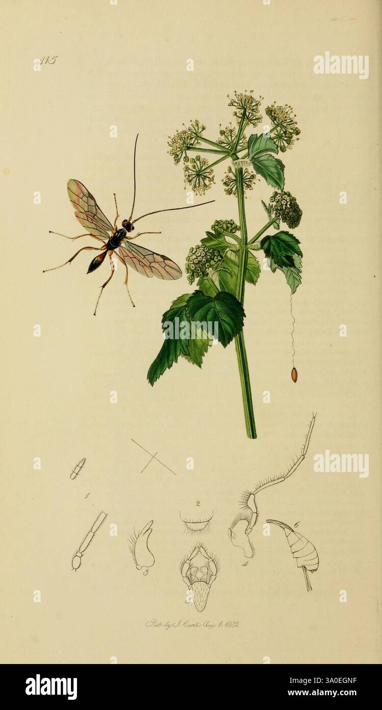 British Entomology London Printed for the author 1823-40 Botany Great ...