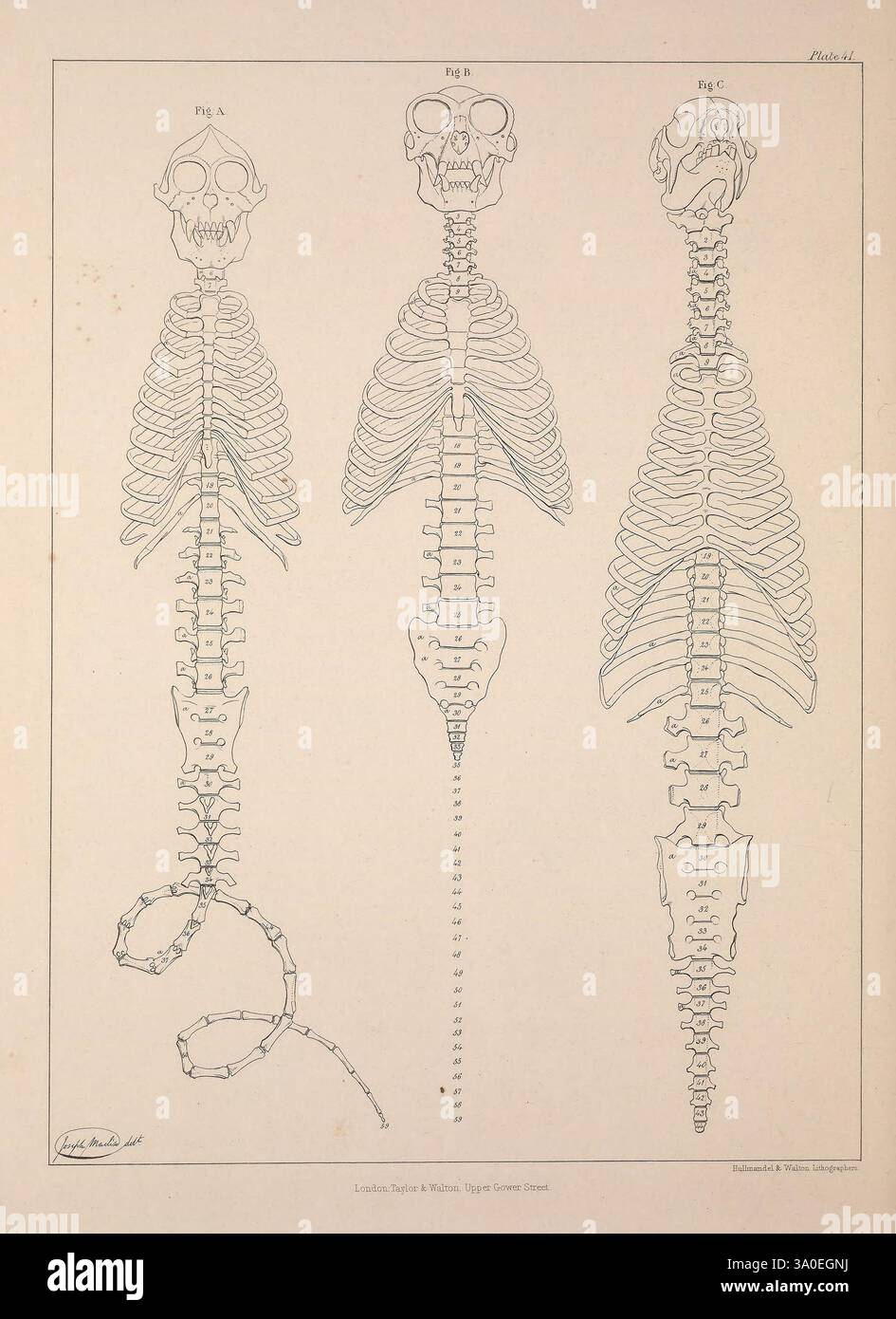 Comparative osteology London Taylor and Walton 1847 bones, This ...