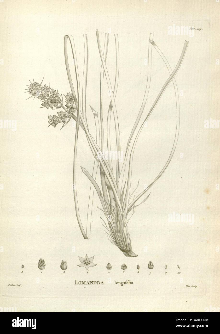 Botanical illustration of lomandra longifolia hi-res stock photography ...