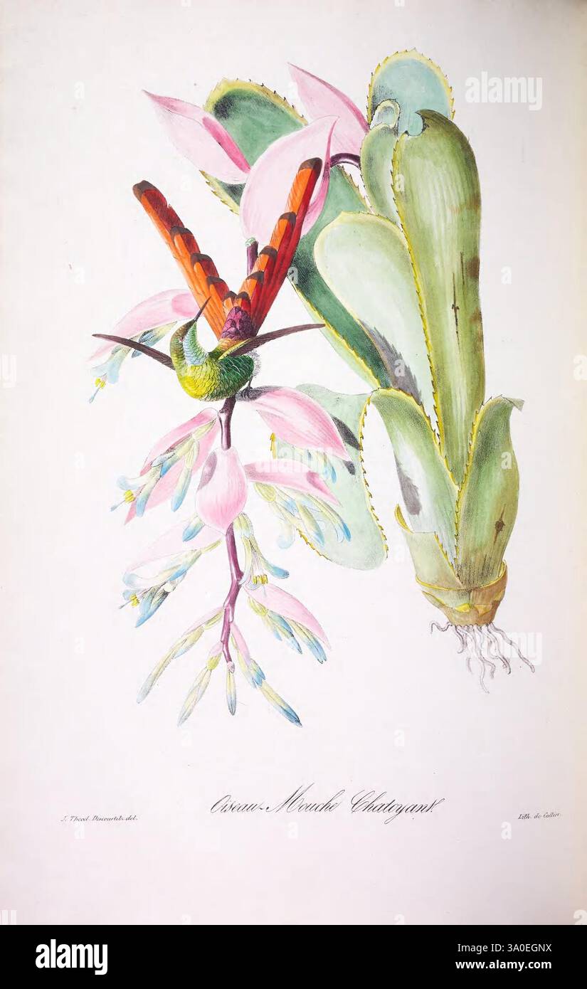 Oiseau mouche chatoyan hi-res stock photography and images - Alamy