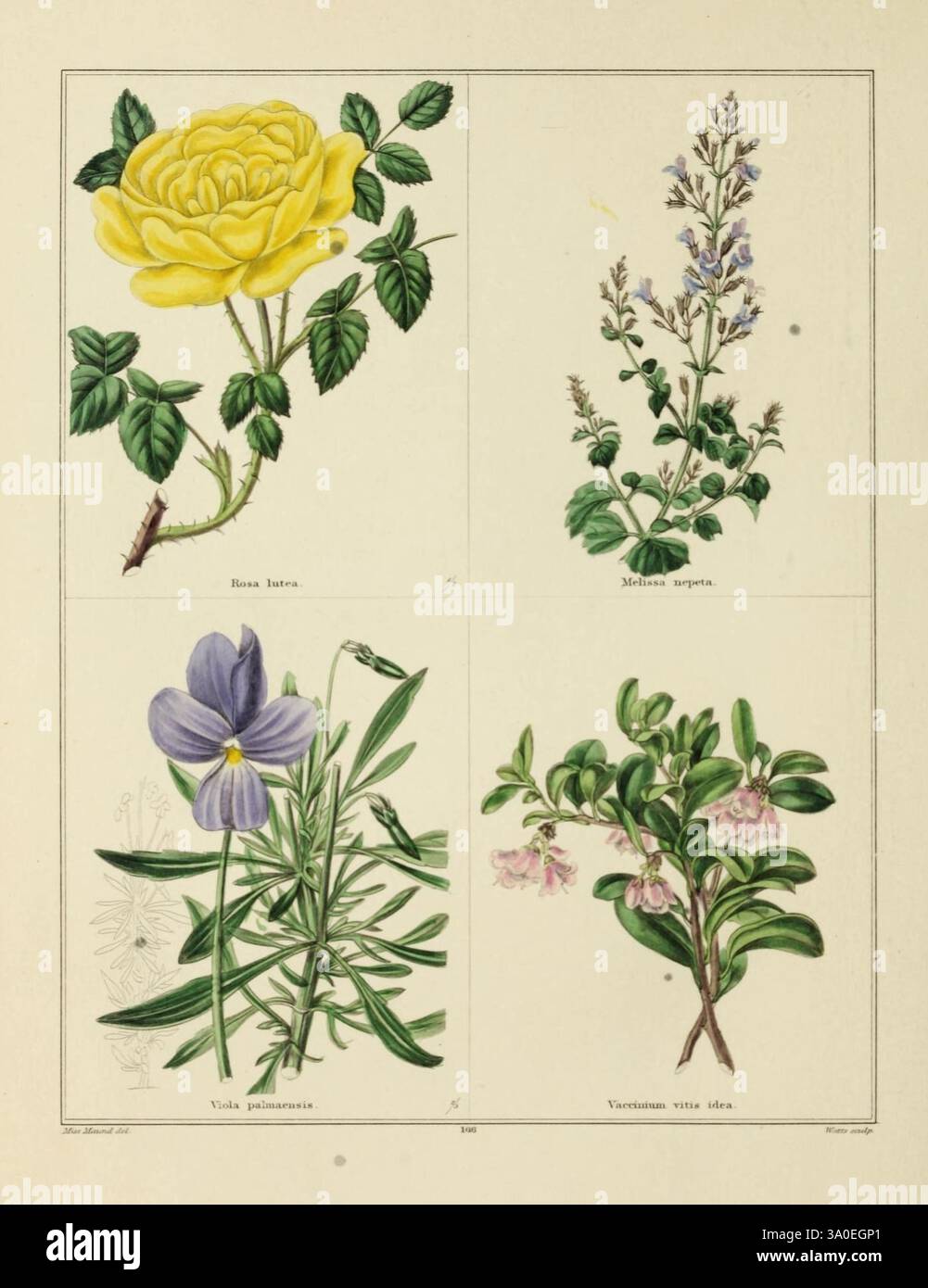 The botanic garden, London, Simpkin & Marshall, 1825, botany ...