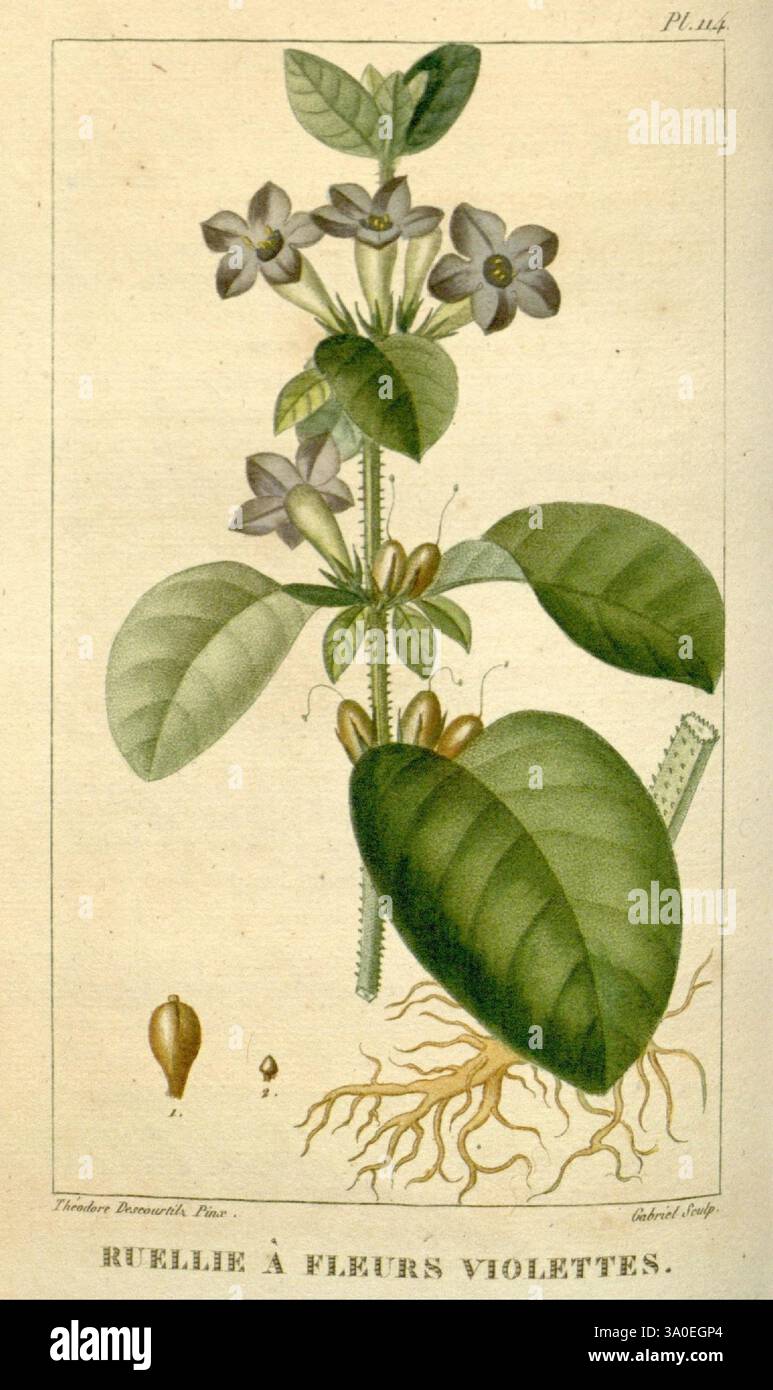Flore médicale des Antilles, ou, Traité des plantes usuelles, Paris ...