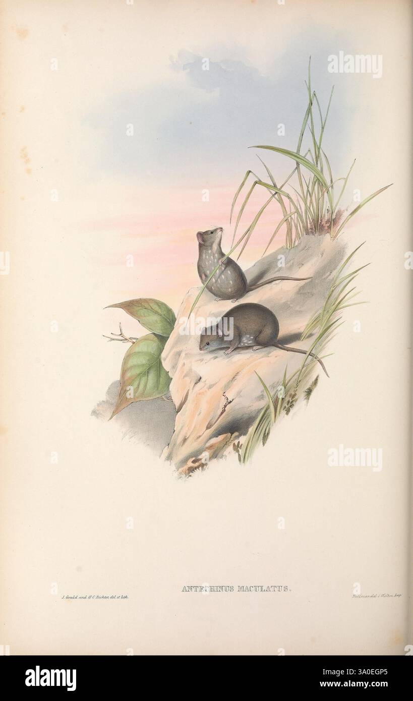 Zoology antechinus maculatus planigale maculata common planigale hi-res ...