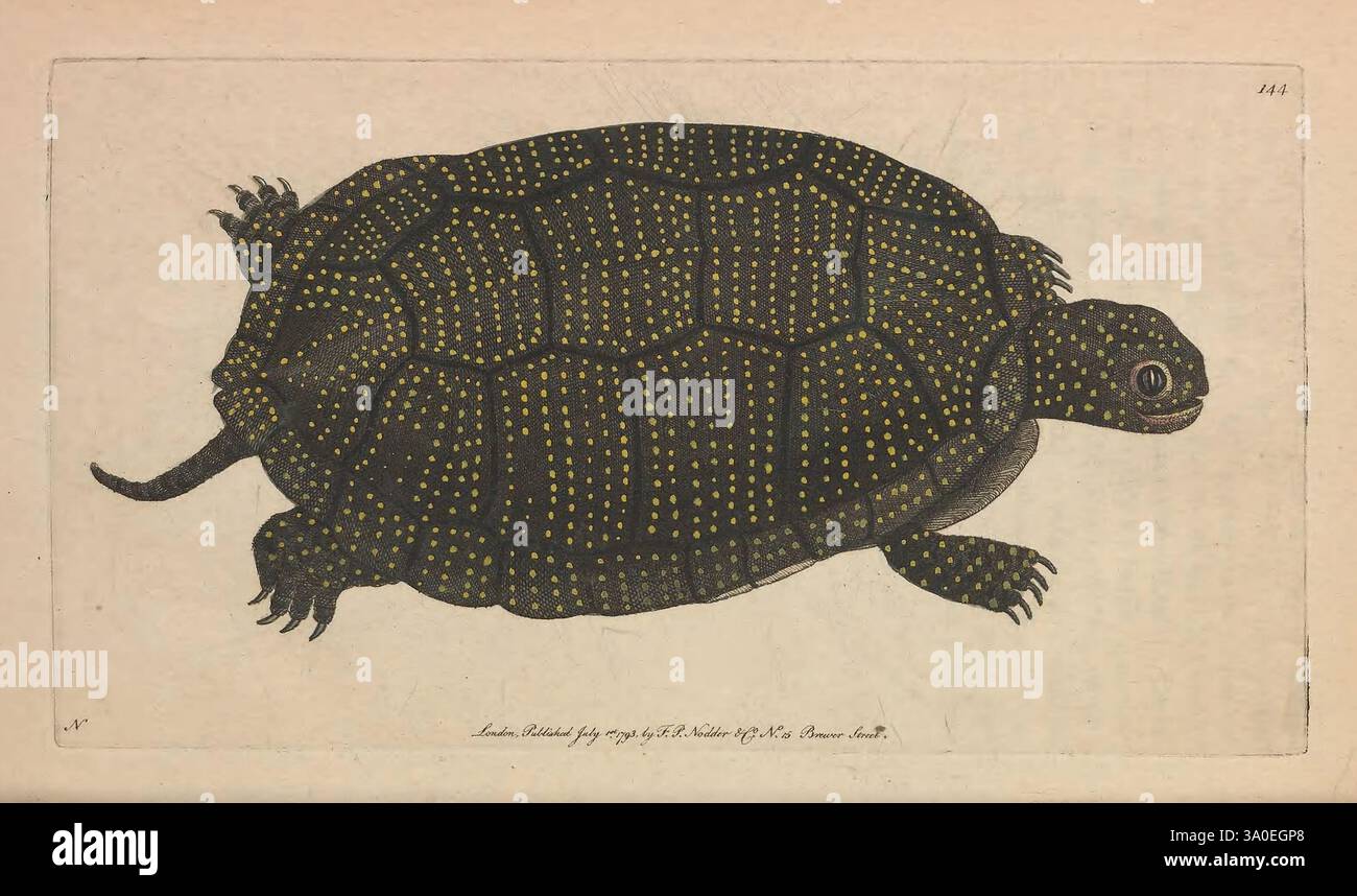 The naturalist's miscellany, or Coloured figures of natural objects ...