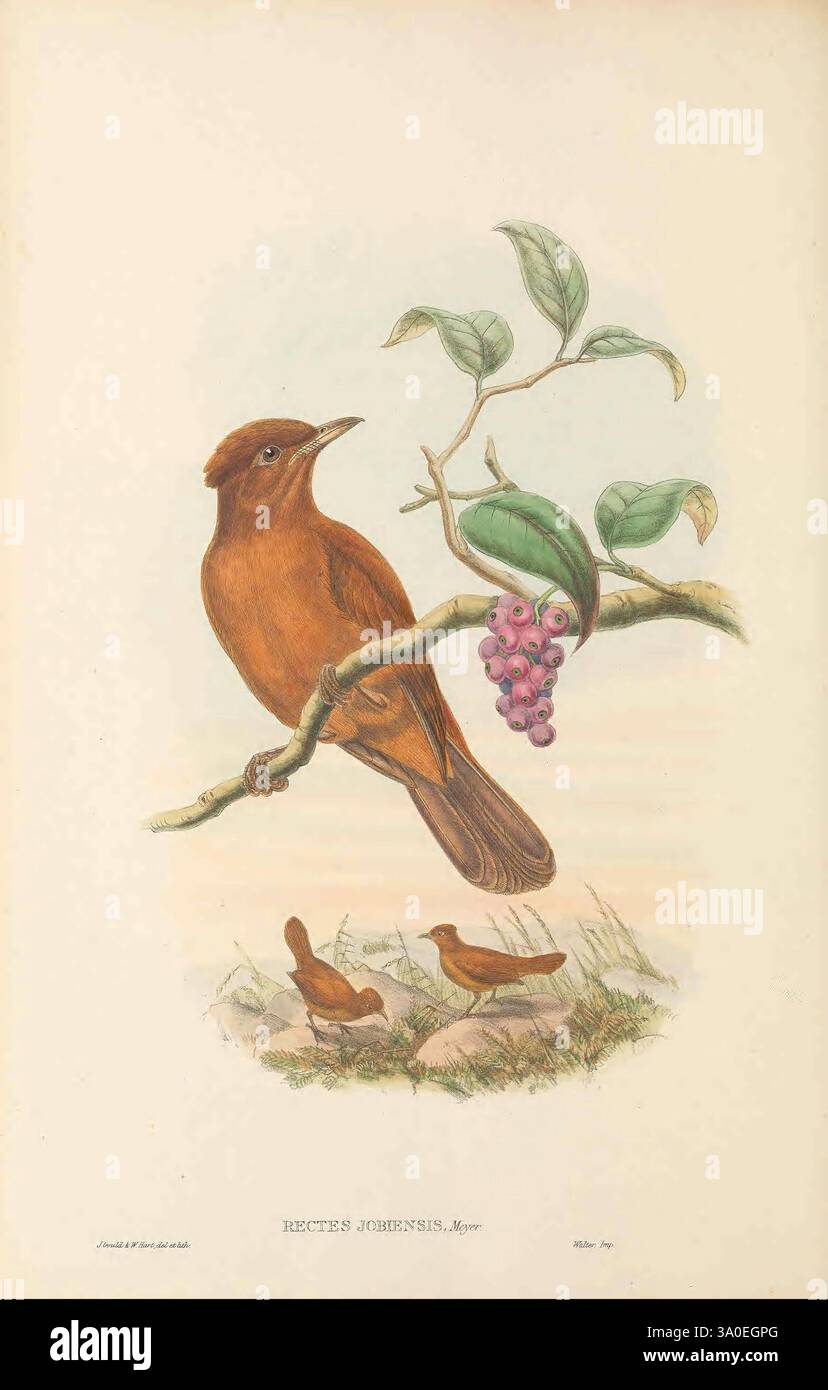 Rectes jobiensis hi-res stock photography and images - Alamy