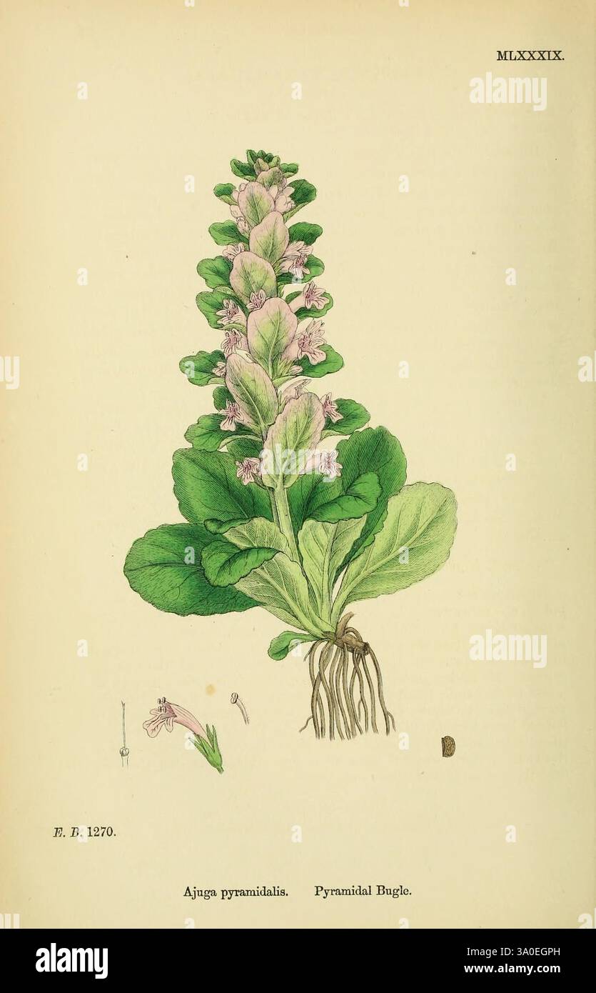 English, Botany, Coloured, Figures, British, Plants, London, R ...