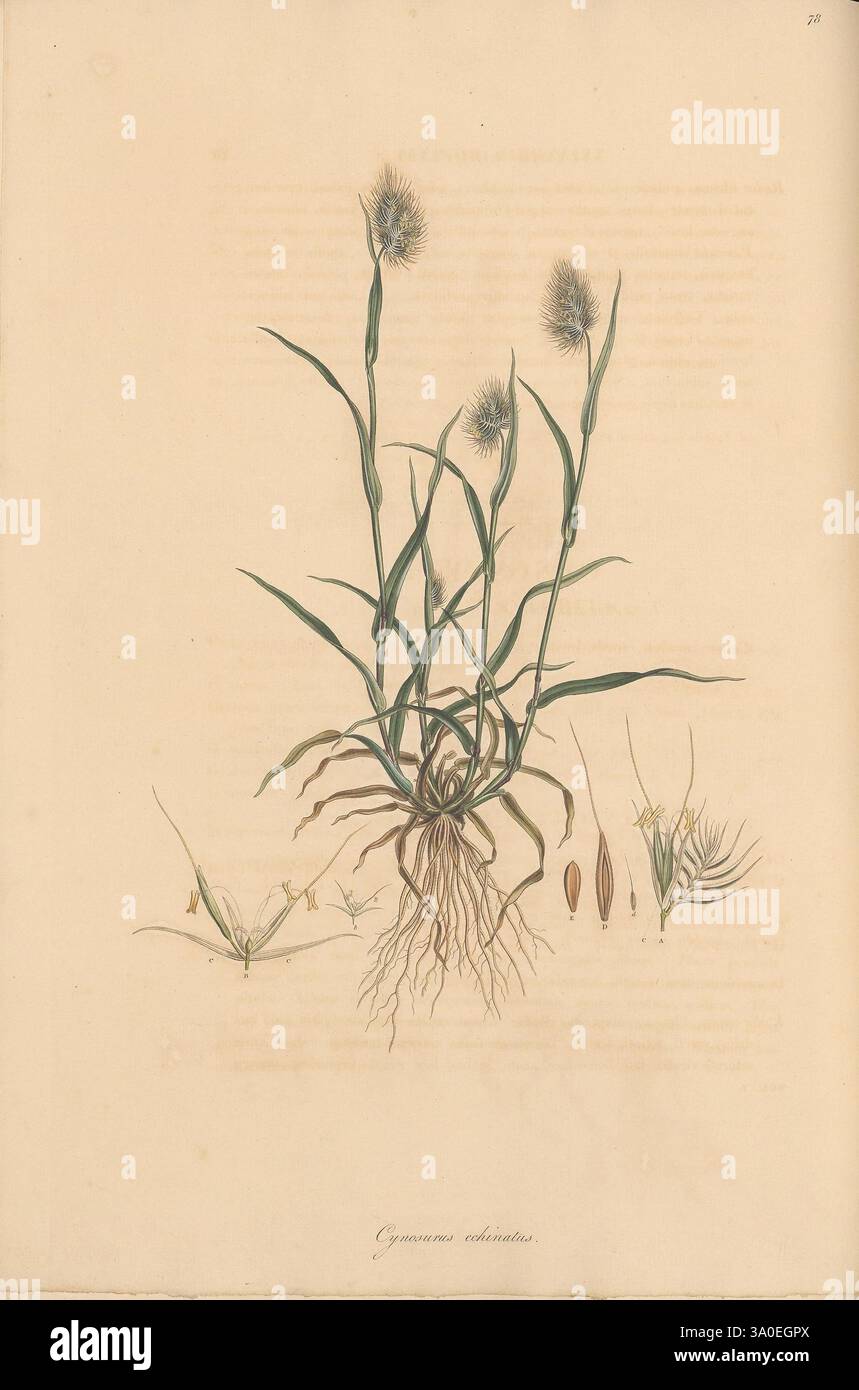 Flora Graeca, sive, Plantarum rariorum historia, quas in provinciis aut ...