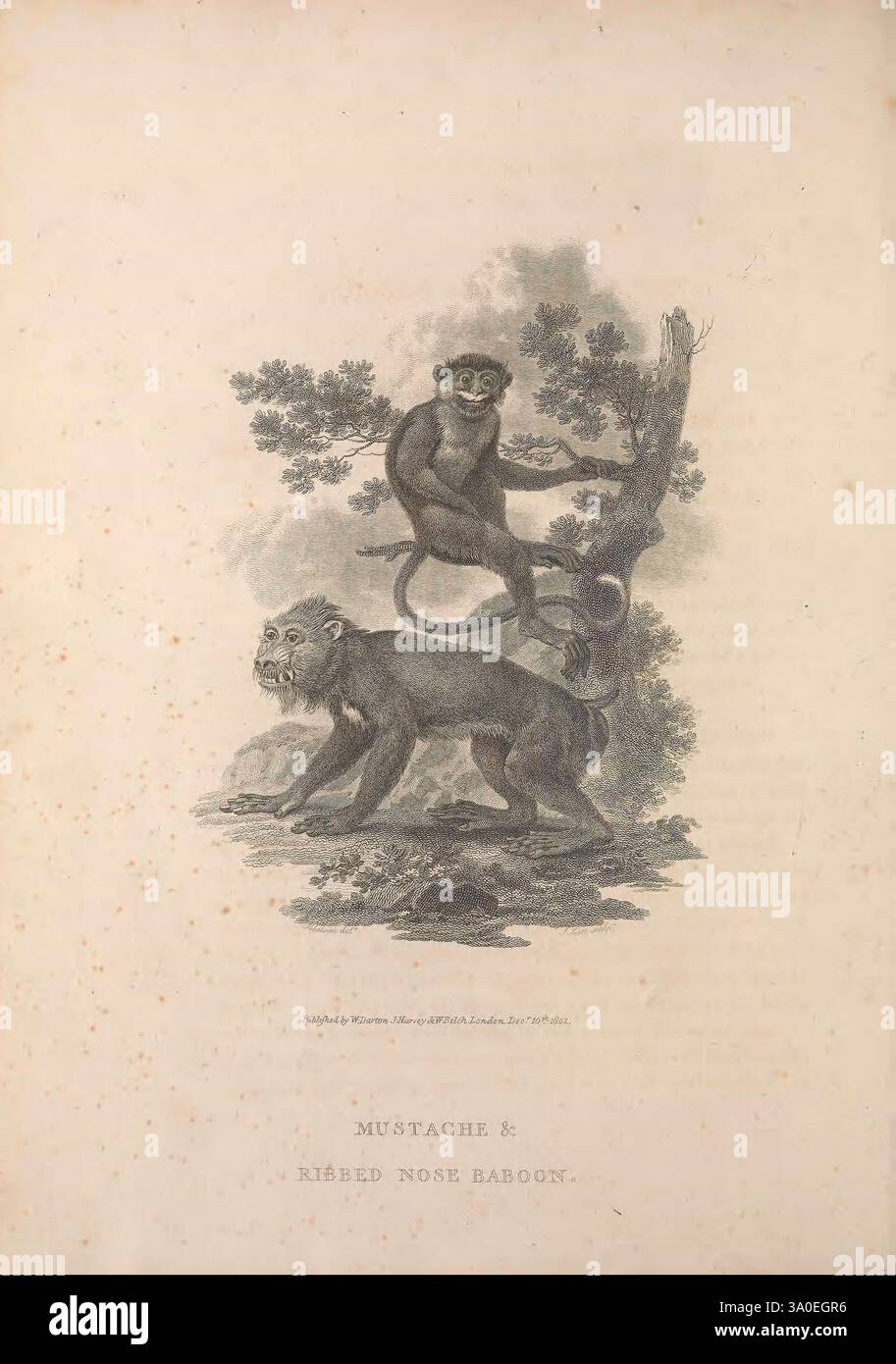 Two distinct species of primates hi-res stock photography and images ...