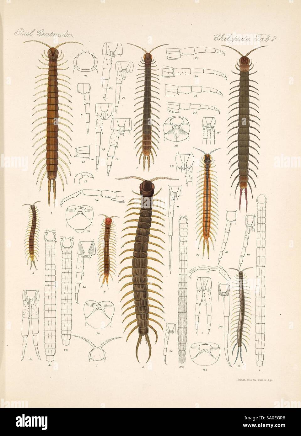 Diversity of centipede morphology hi-res stock photography and images ...