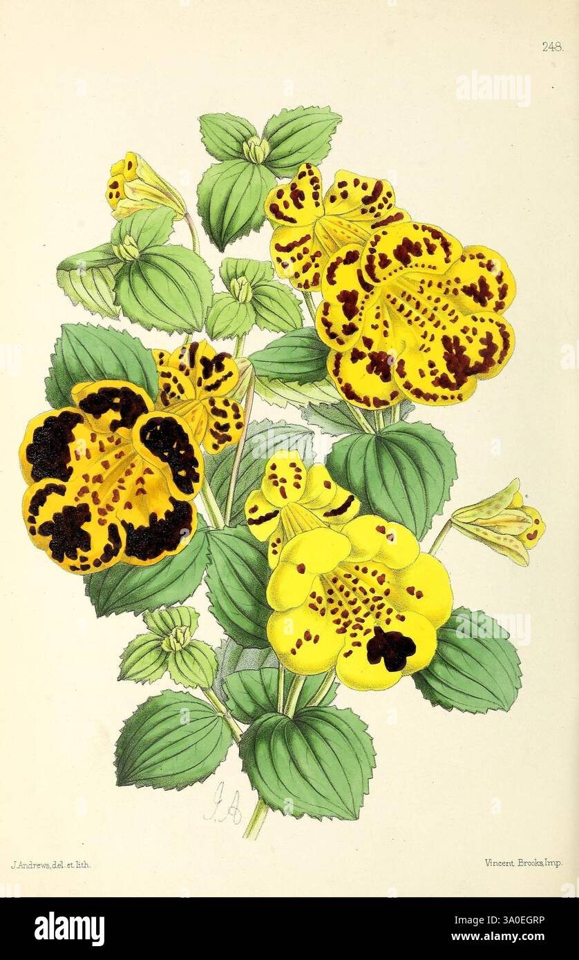 Multiple blooms in various stages of openness hi-res stock photography ...