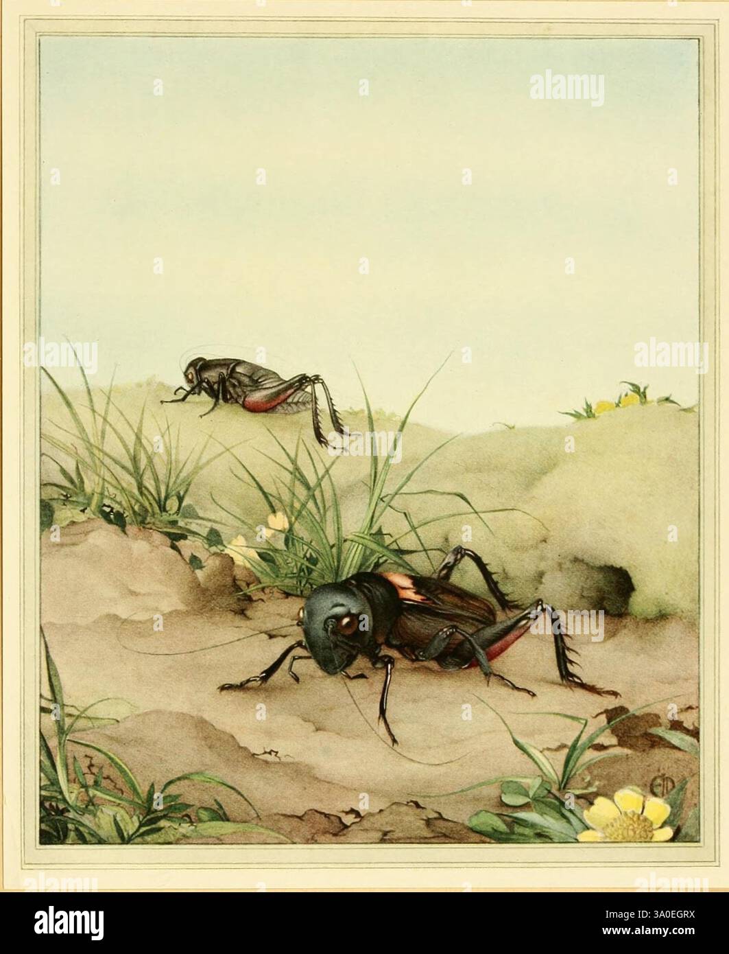 Edward julius detmold hi-res stock photography and images - Alamy