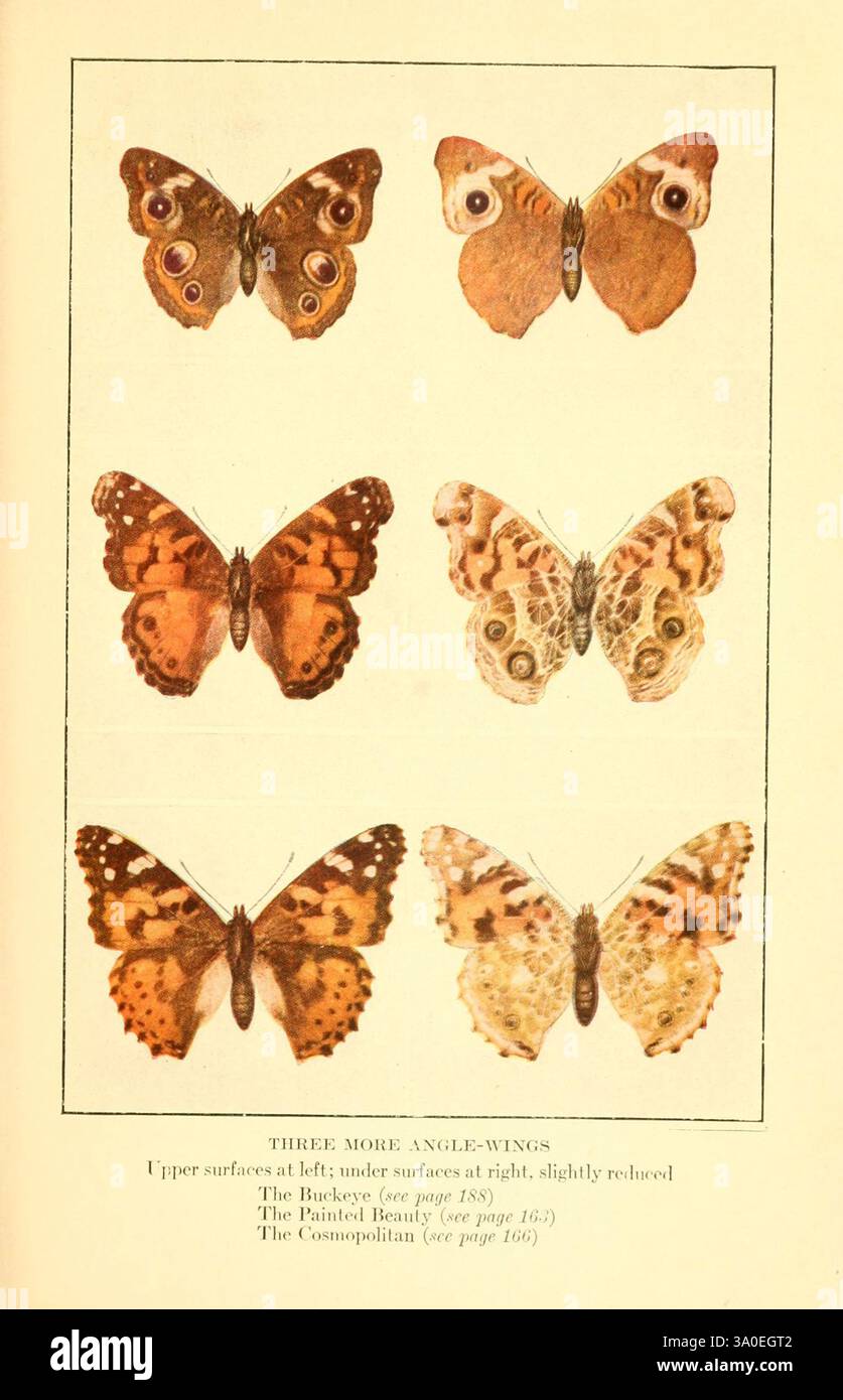 Presents two remarkable butterflies hi-res stock photography and images ...