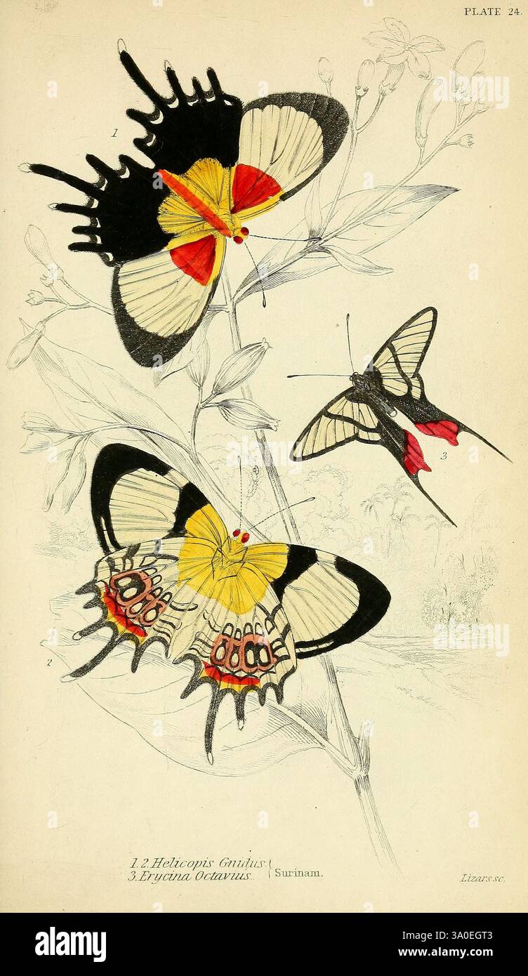 Beautifully detailed depiction of three butterfly species hi-res stock ...