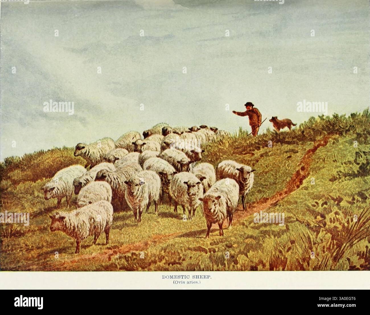 Assists in maneuvering hi-res stock photography and images - Alamy