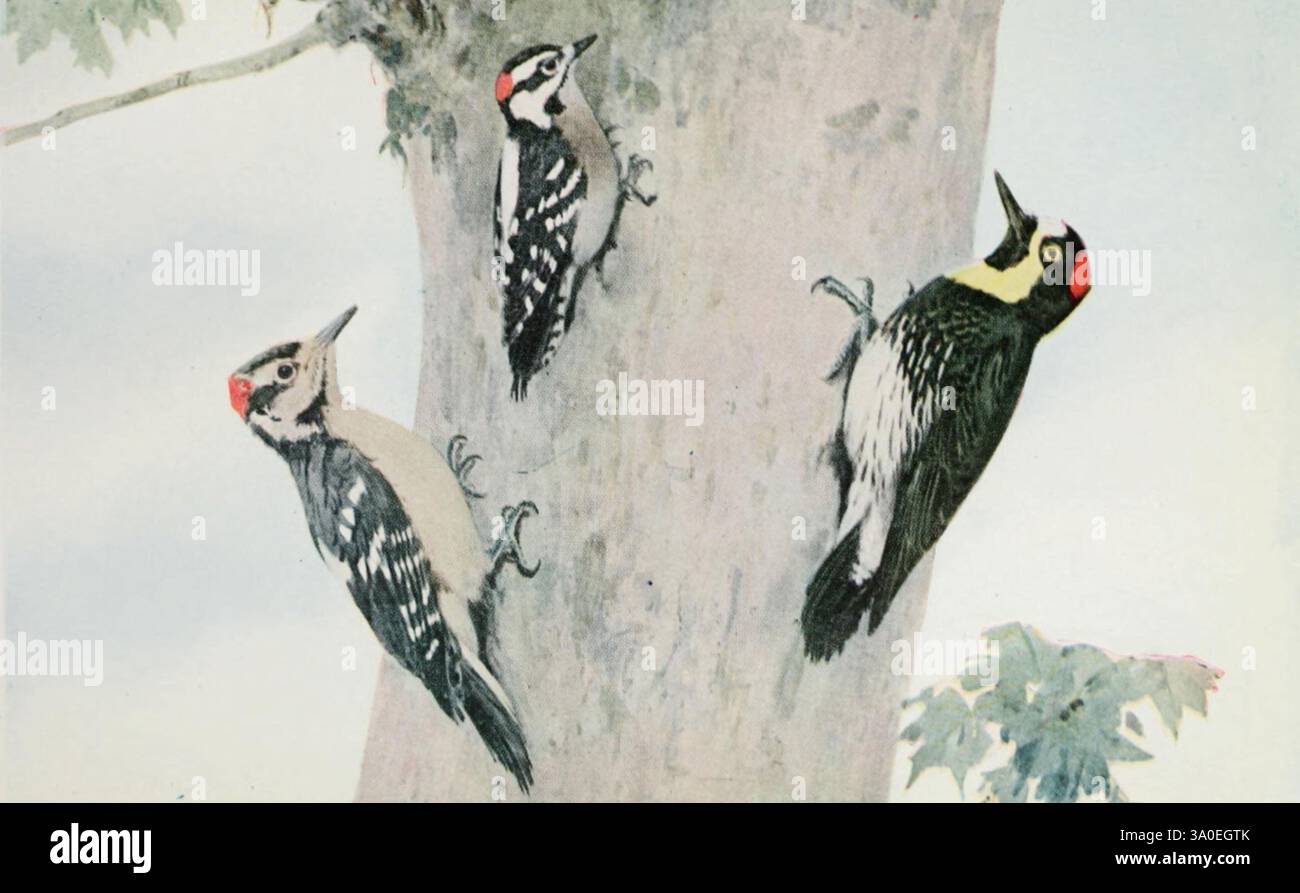 Birds of the Pacific Coast 1923. Birds, British Columbia, Picoides ...