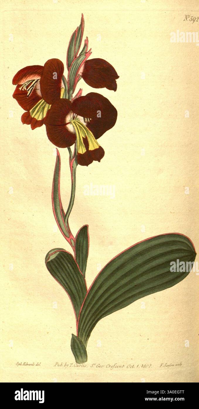 Curtis's Botanical Magazine London New York etc. botany periodicals ...