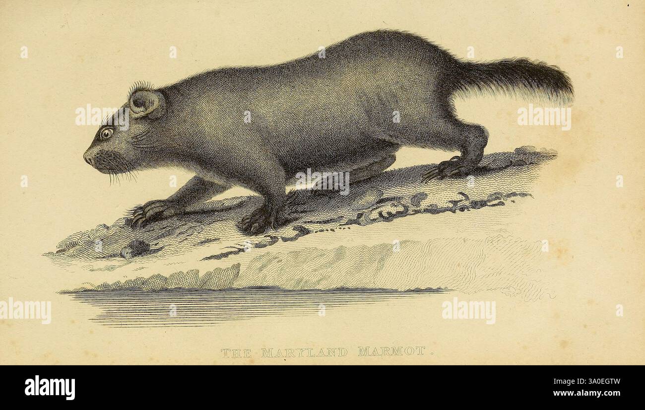The class Mammalia, London, Printed for Geo. B. Whittaker, 1827, marmot ...