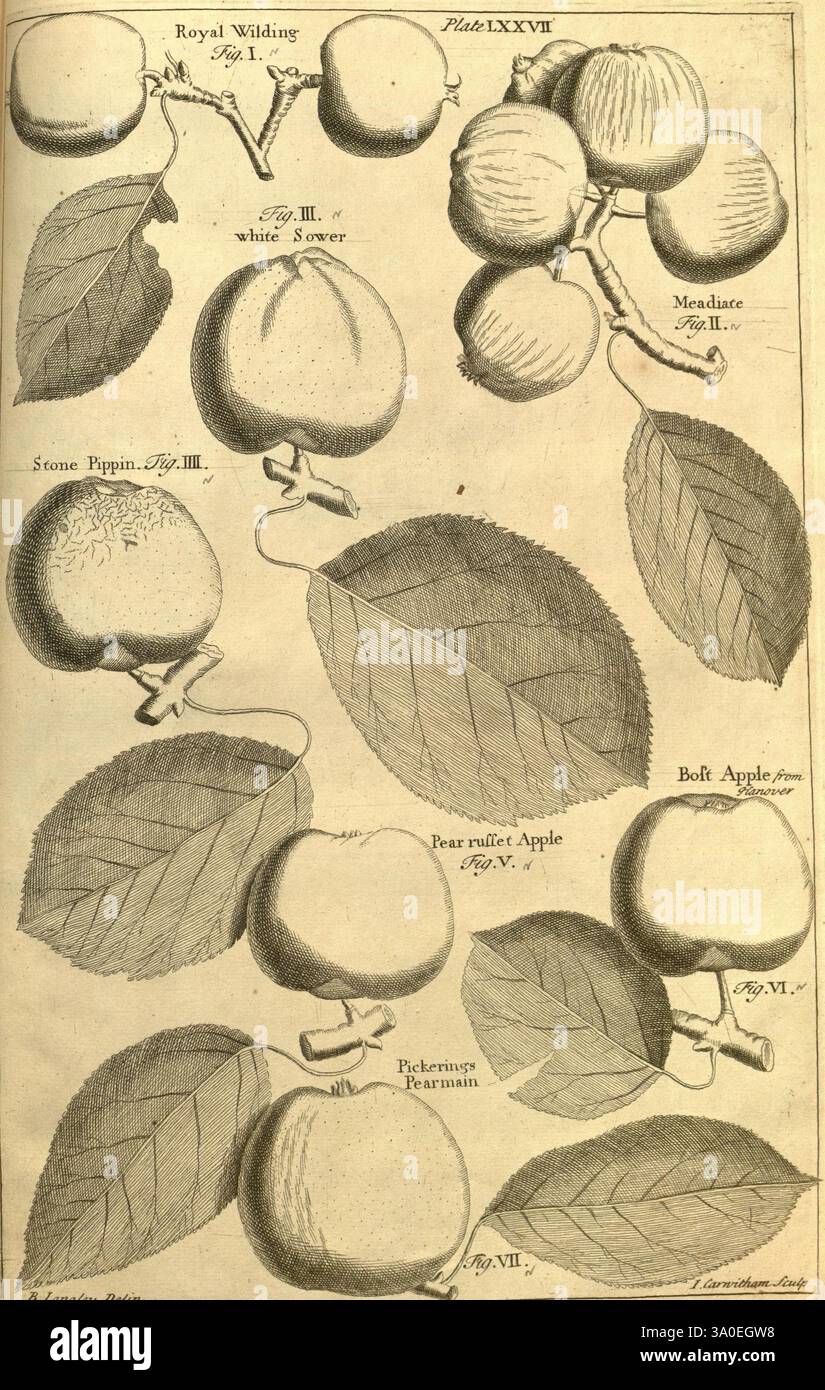 Pomona, or The Fruit-Garden Illustrated, London, Printed for G. Strahan ...