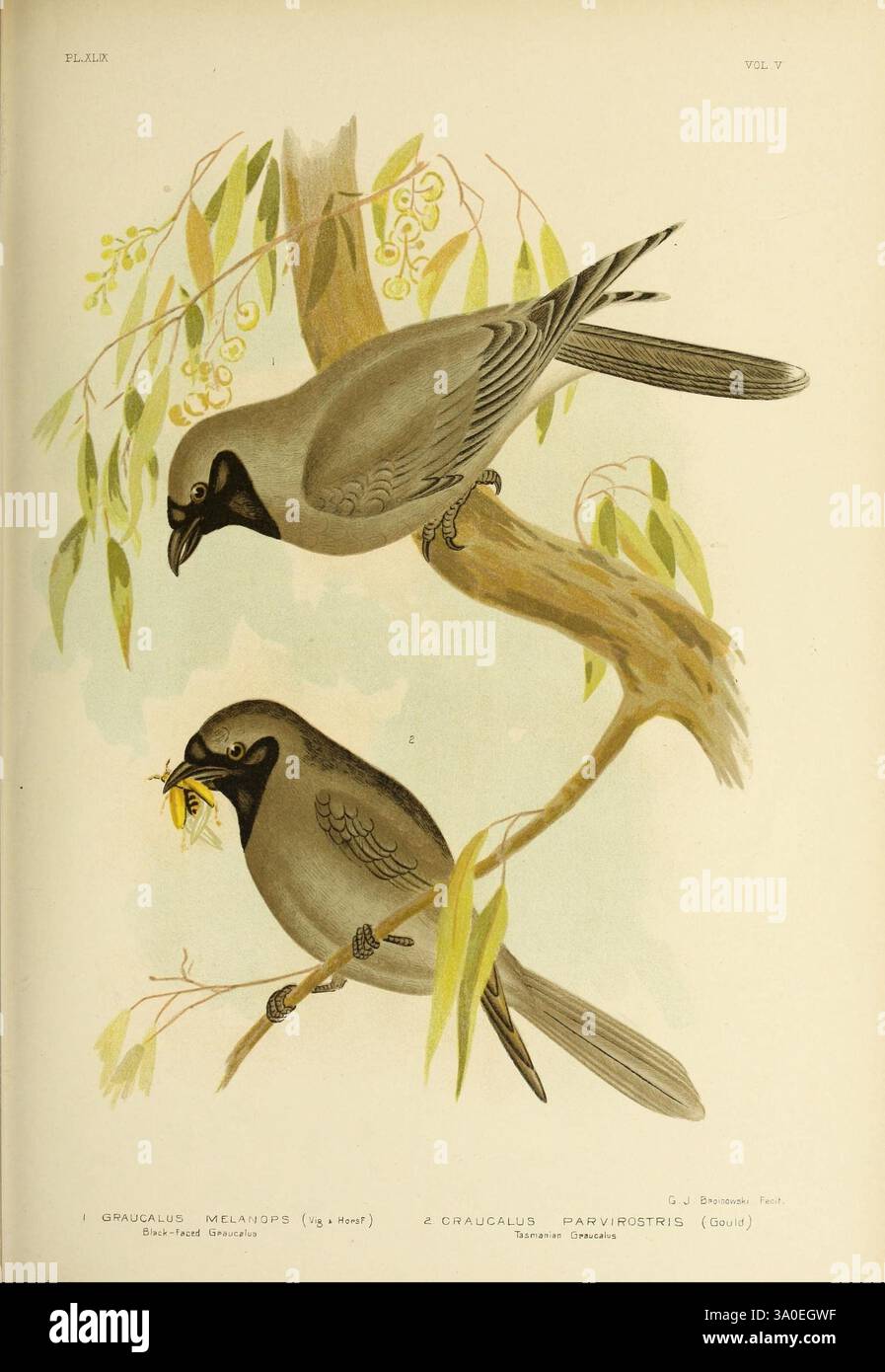 The, birds, of, Australia, Melbourne, C, Stuart, &, co, 1890-91, bird ...