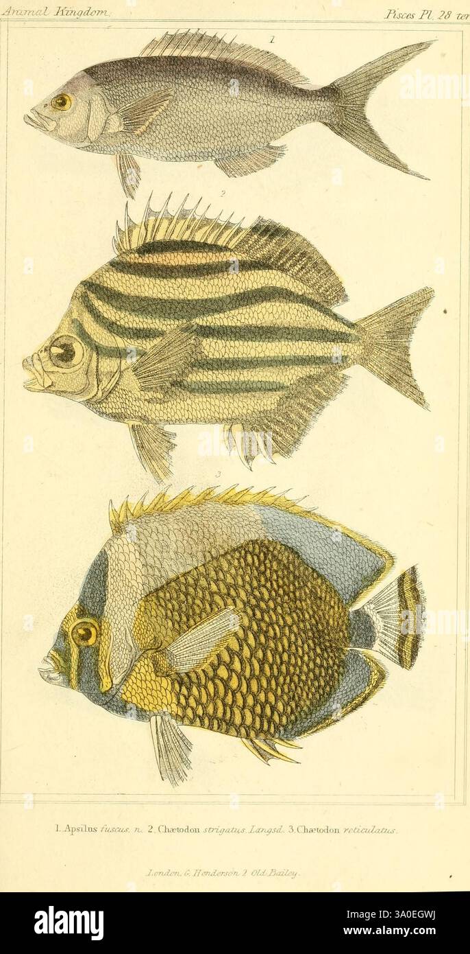 The animal kingdom Arranged according to its organization Serving as a ...