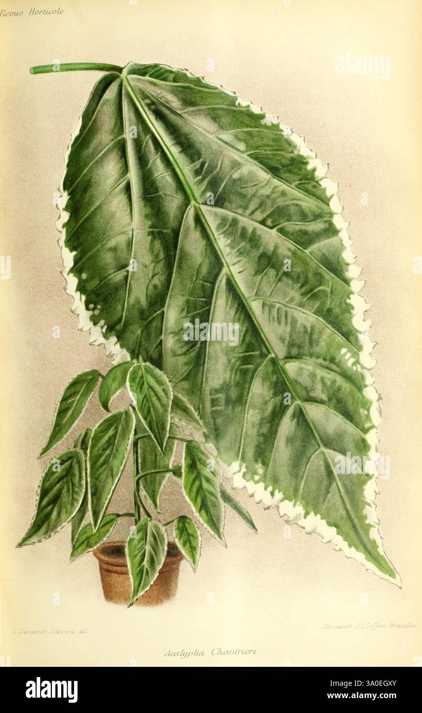 Gentle sheen characteristic of healthy foliage hi-res stock photography ...