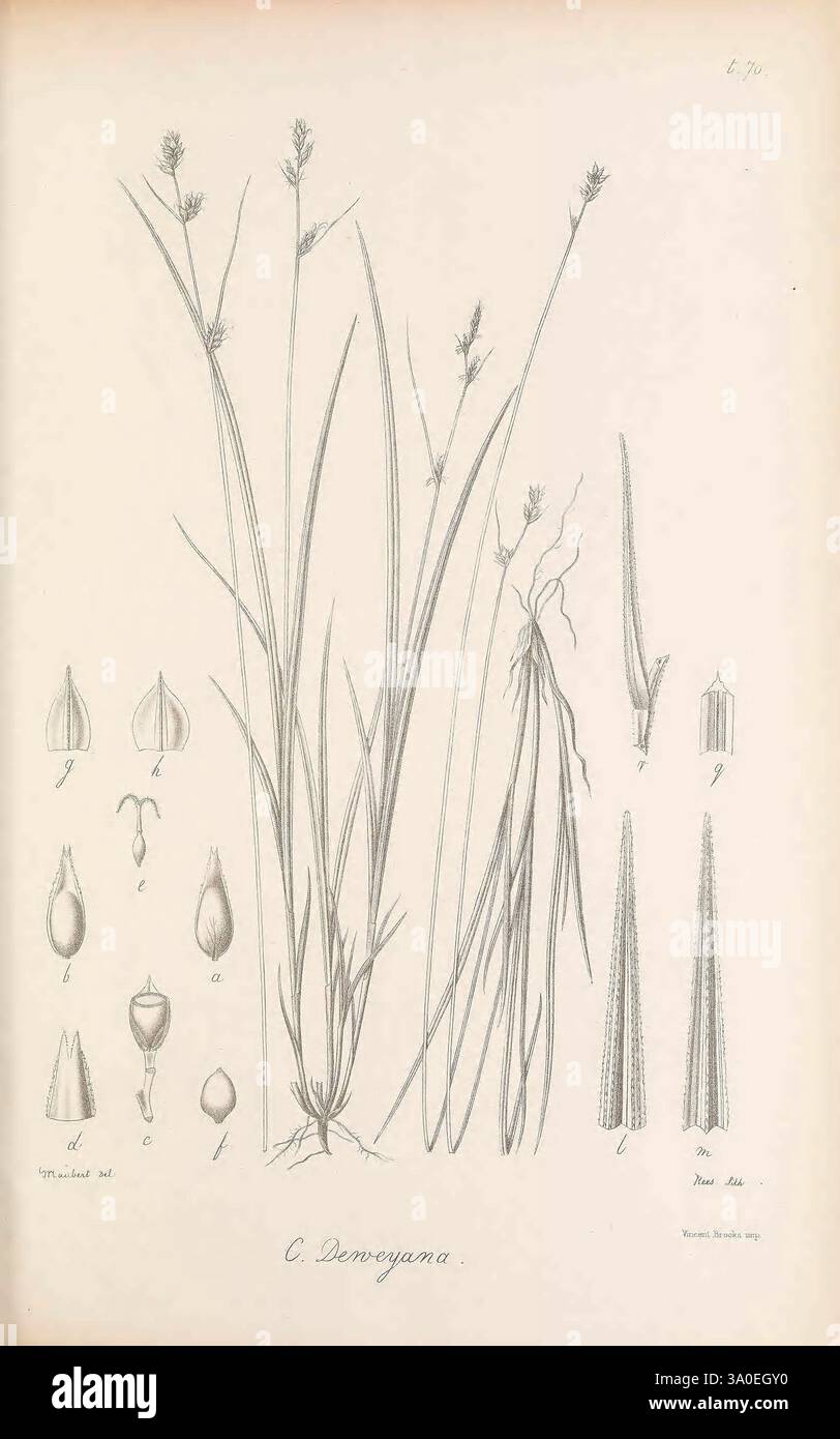 Illustrations of the genus Carex London William Pamplin 1858-1867 carex ...