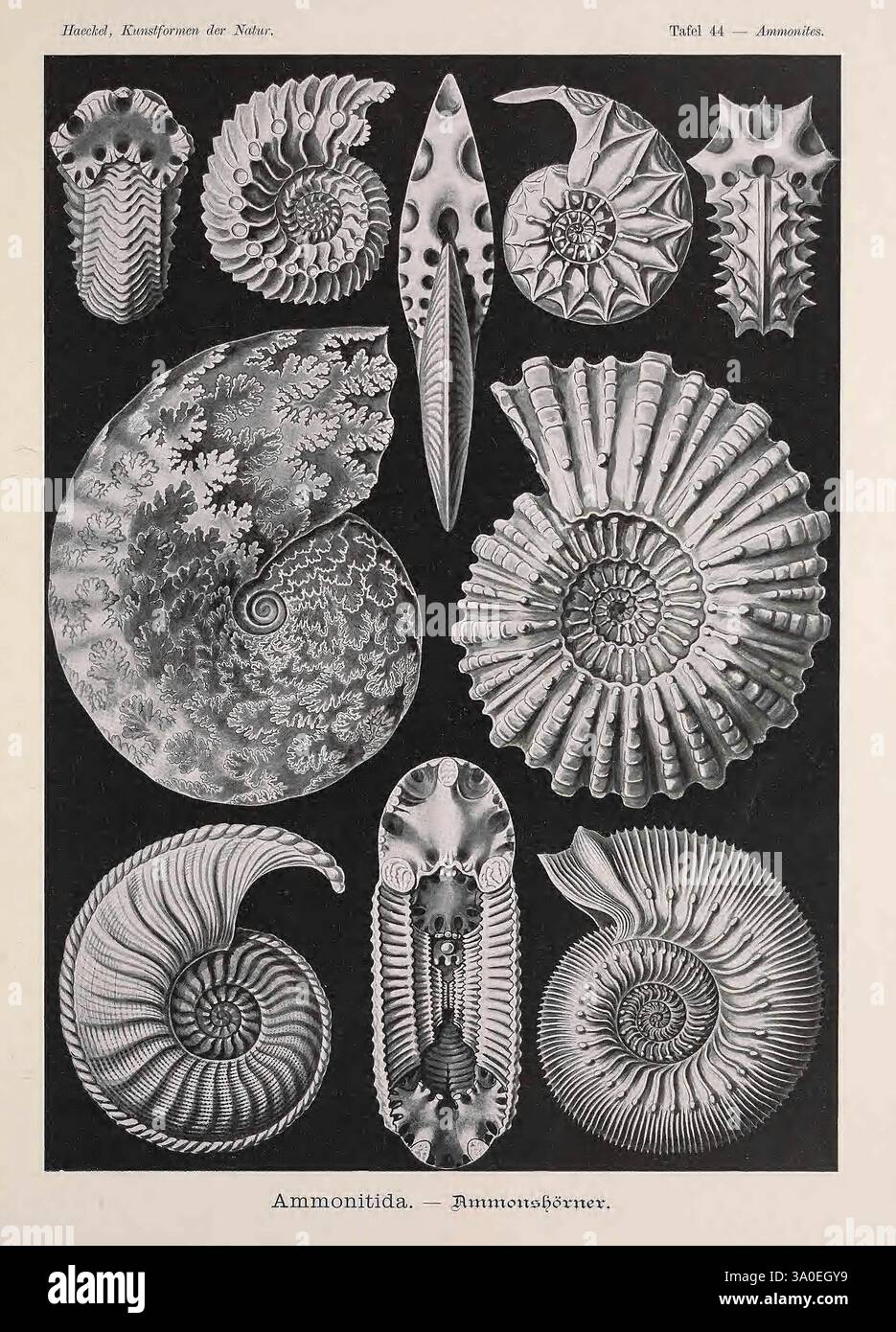Kunstformen der Natur, Leipzig und Wien, Verlag des Bibliographischen ...
