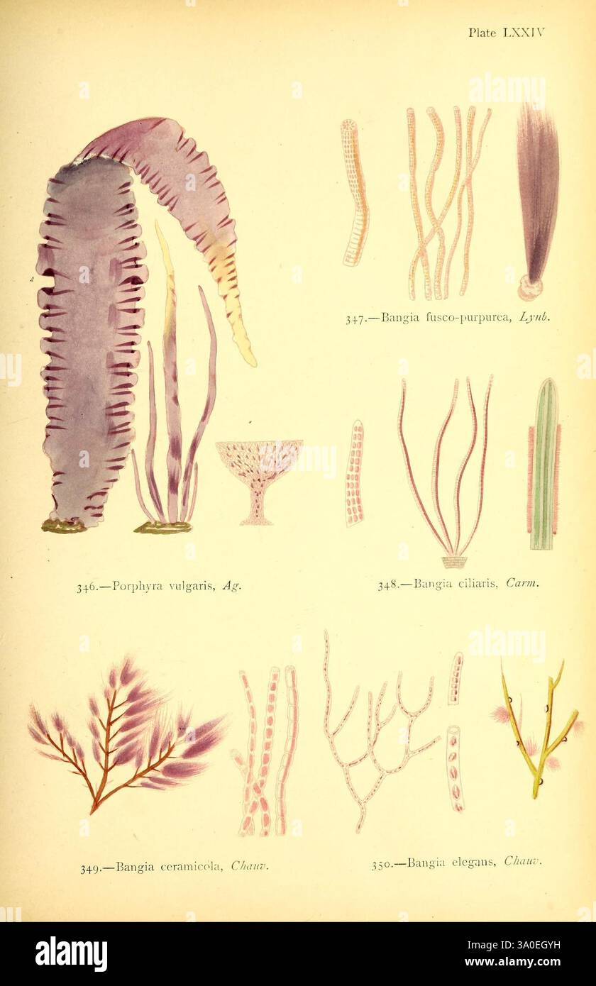 British sea weeds london bell hi-res stock photography and images - Alamy