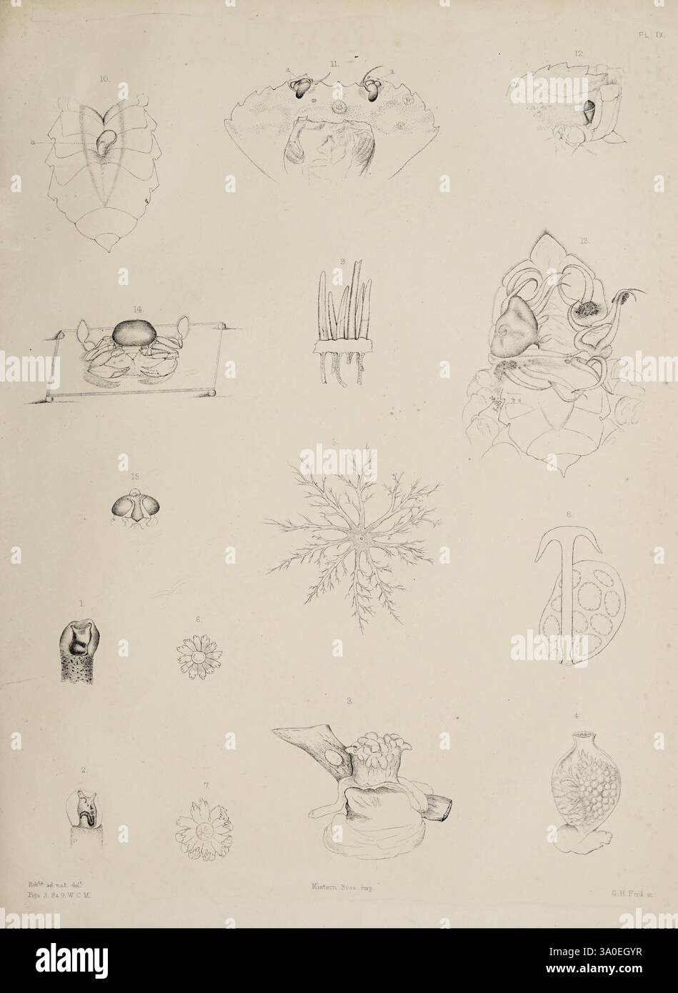 The marine invertebrates and fishes of St. Andrews, Edinburgh, 1875 ...
