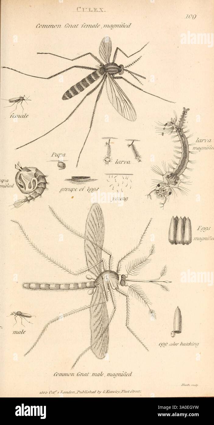 Mosquitos lifecycle hi-res stock photography and images - Alamy