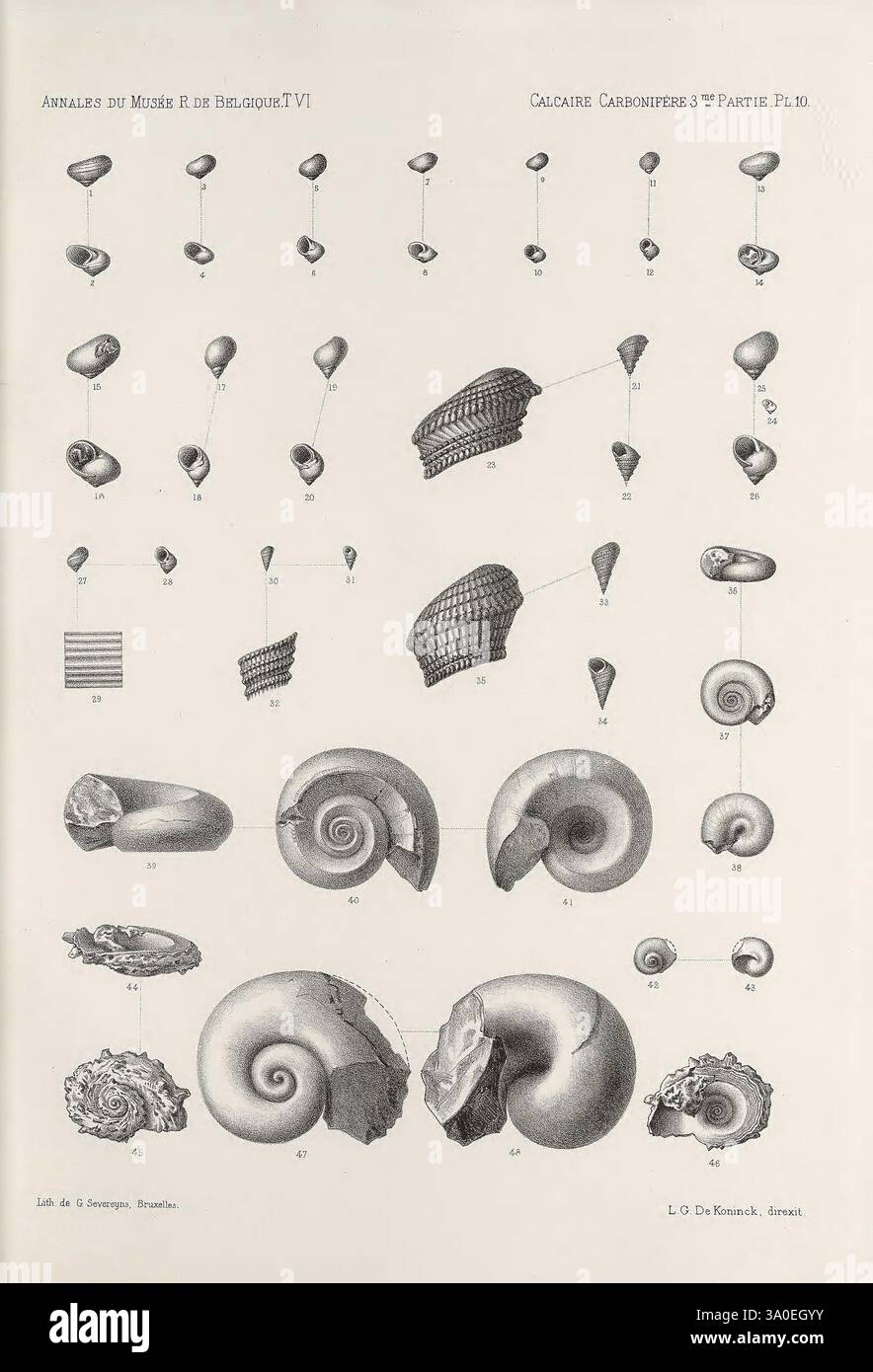 Array of detailed sketches of various seashells hi-res stock ...
